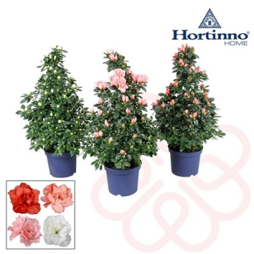 Азалия пирамидальная микс - Rhododendron mixed Pyramide